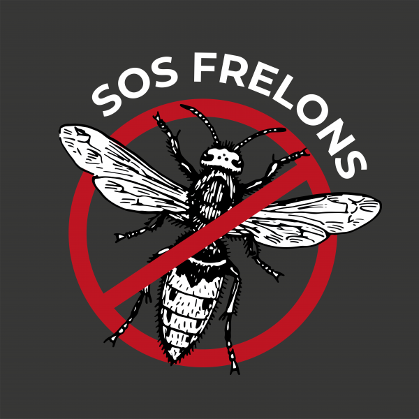 Frelons asiatiques | Paris Est Marne & Bois